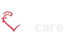 Implementing a Strong Chick Grading System to Boost Your Hatchery’s Success